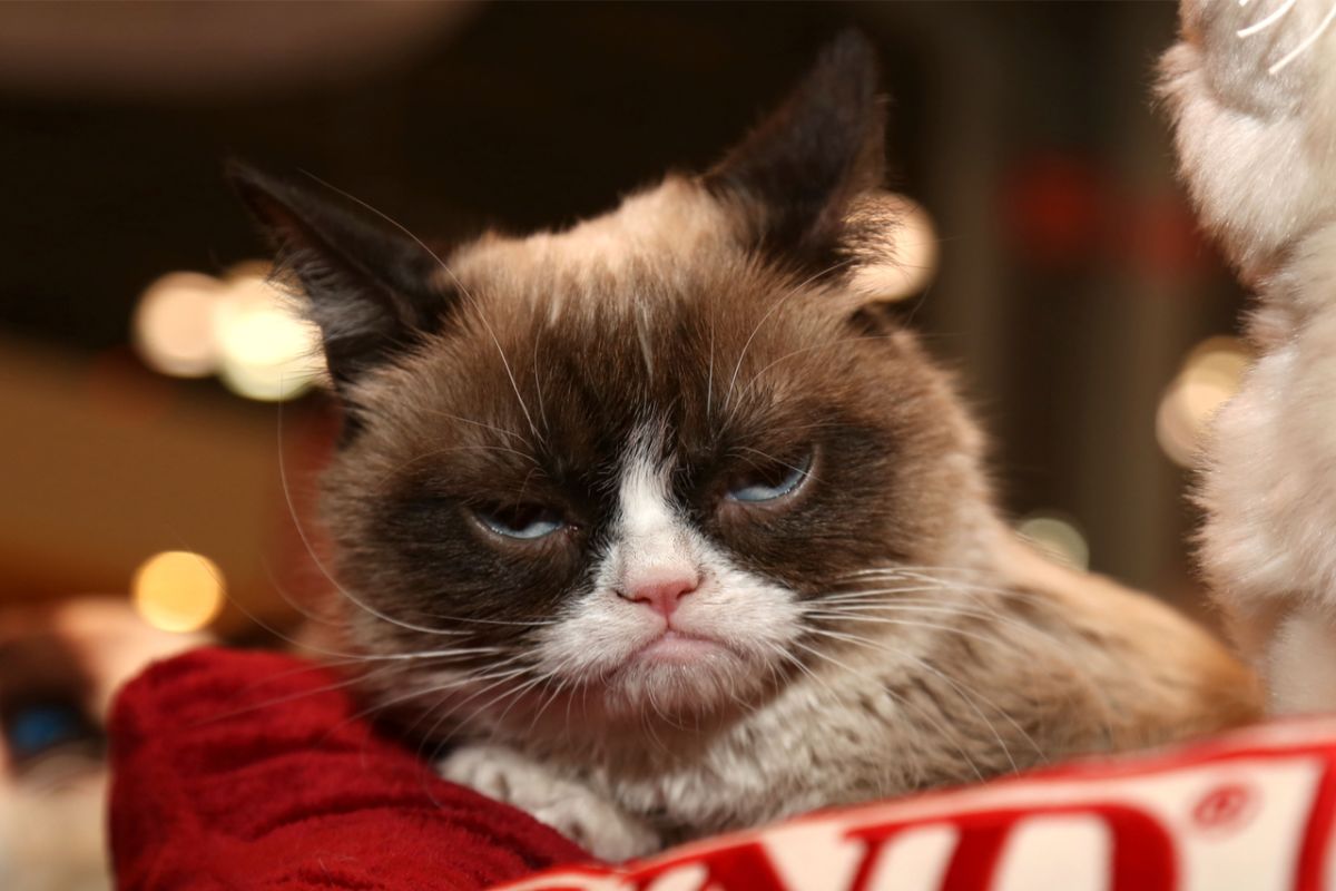  Grumpy Cat Gewinnt 580 000 Euro Schadenersatz Finanzen100